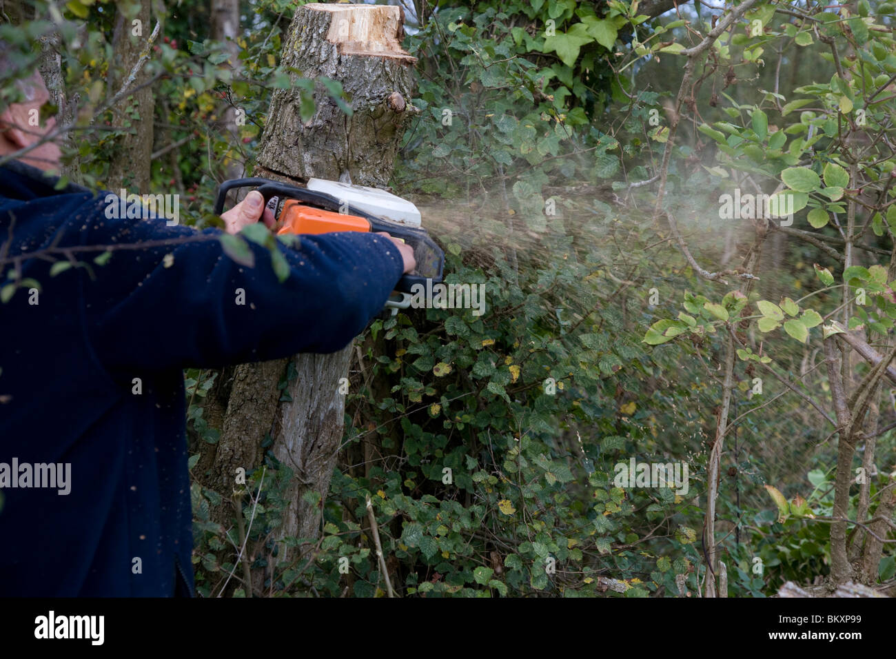 Man cutting a tree hi-res stock photography and images - Alamy