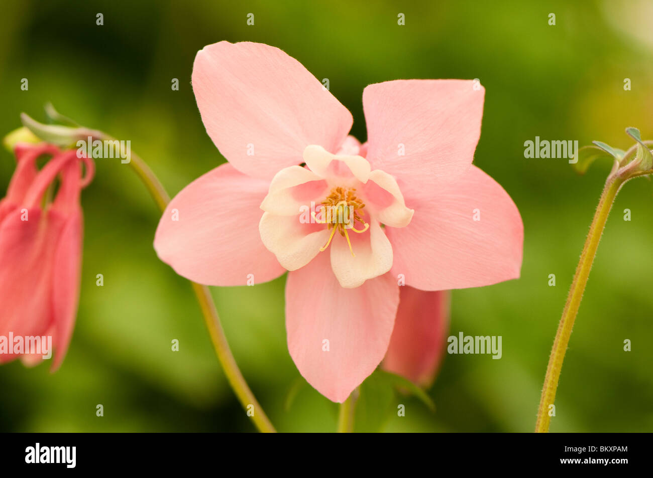 Columbine rose hi-res stock photography and images - Alamy