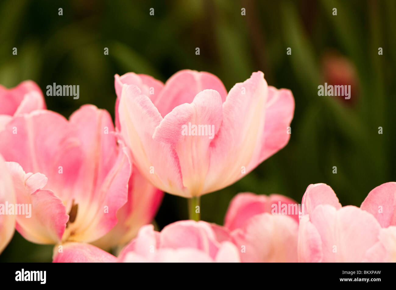 Triumph tulip 'New Design' in flower Stock Photo - Alamy