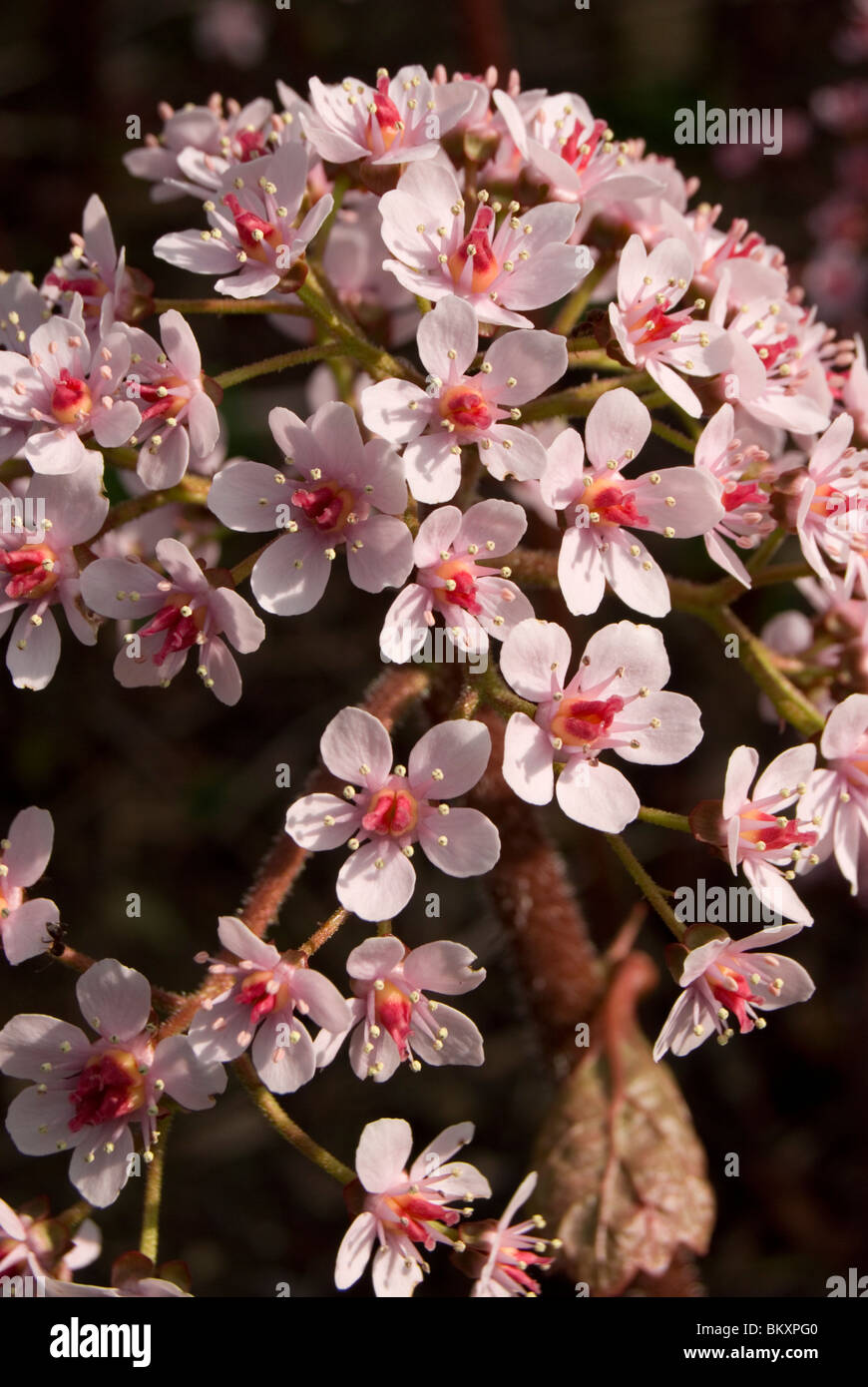 Darmera peltata hi-res stock photography and images - Alamy