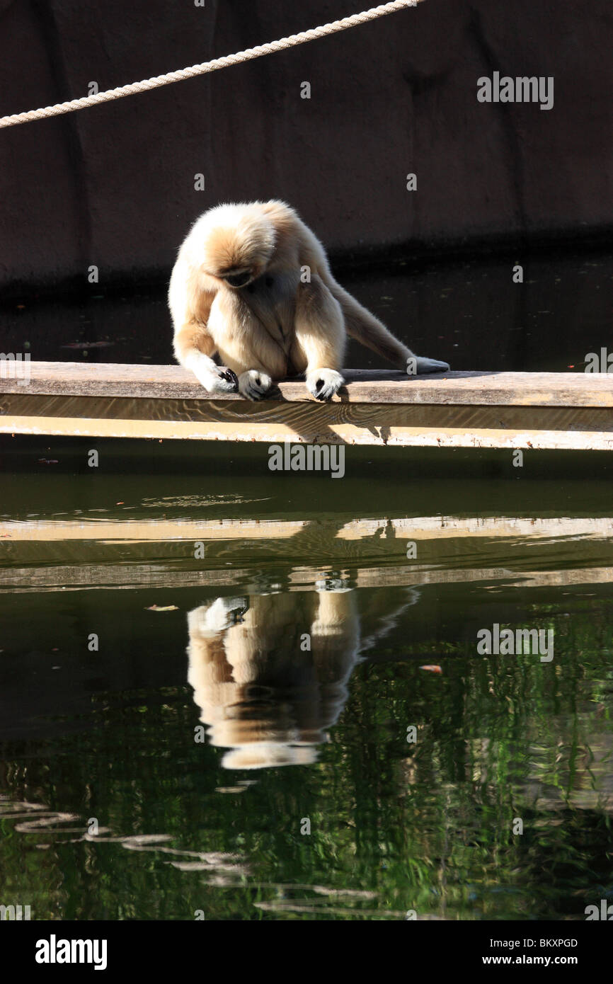 a gibbon monkey looking at its reflection in the water vertical Stock ...