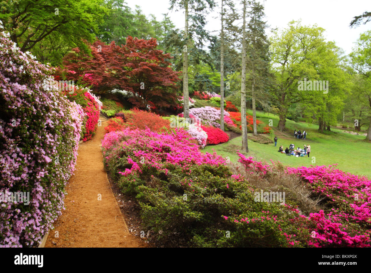 Azaleas and rhododendrons, the Punch Bowl, Valley Gardens, The Royal ...
