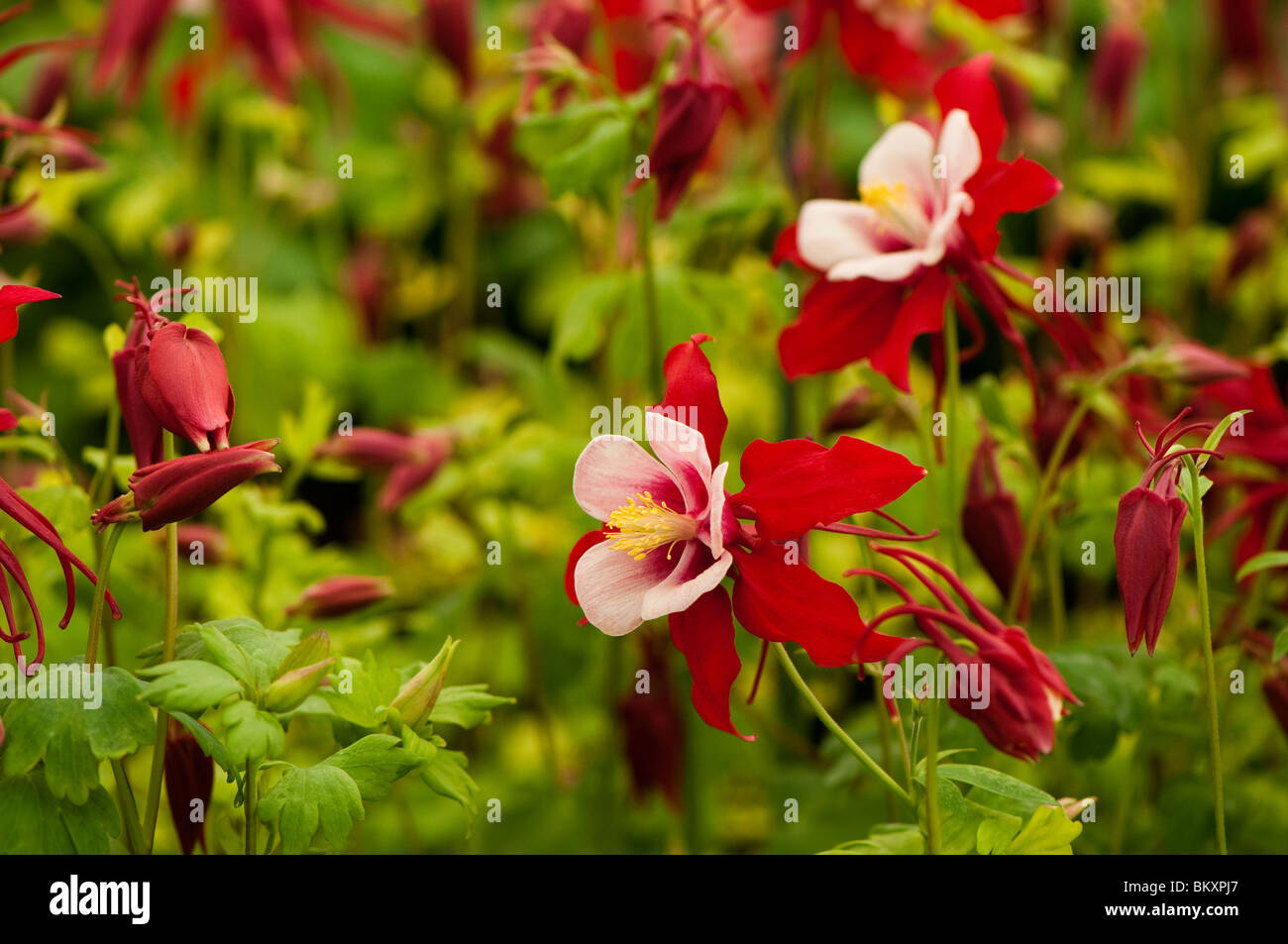 Georgia state flower hi-res stock photography and images - Alamy