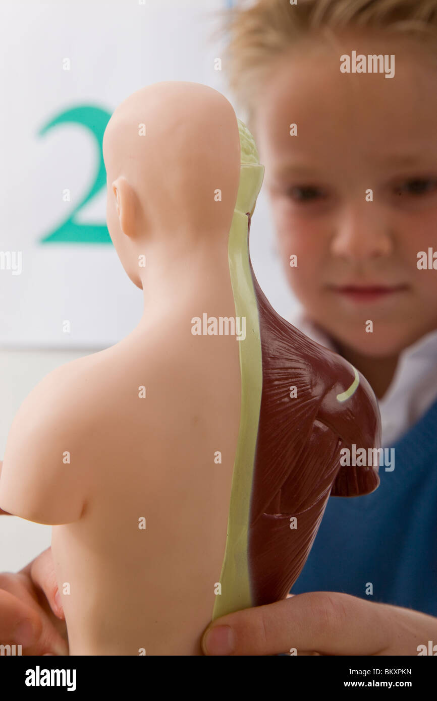 Schoolboy inspecting an anatomical model Stock Photo - Alamy