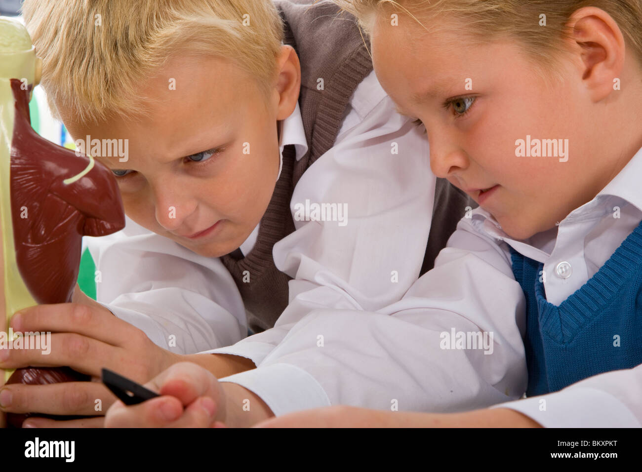 Lesson dissection hi-res stock photography and images - Alamy