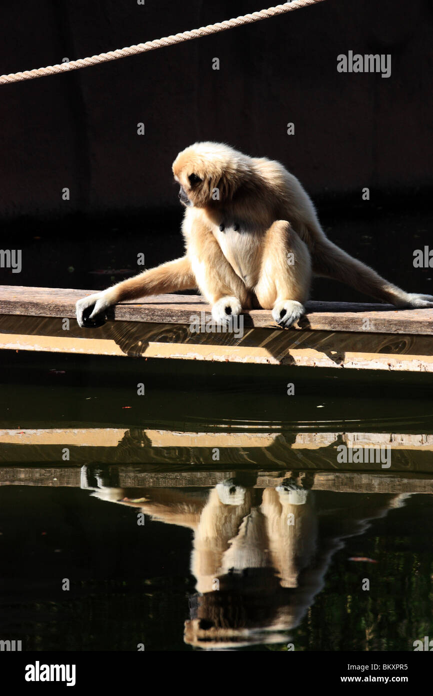 a gibbon monkey looking into the water thinking vertical Stock Photo ...