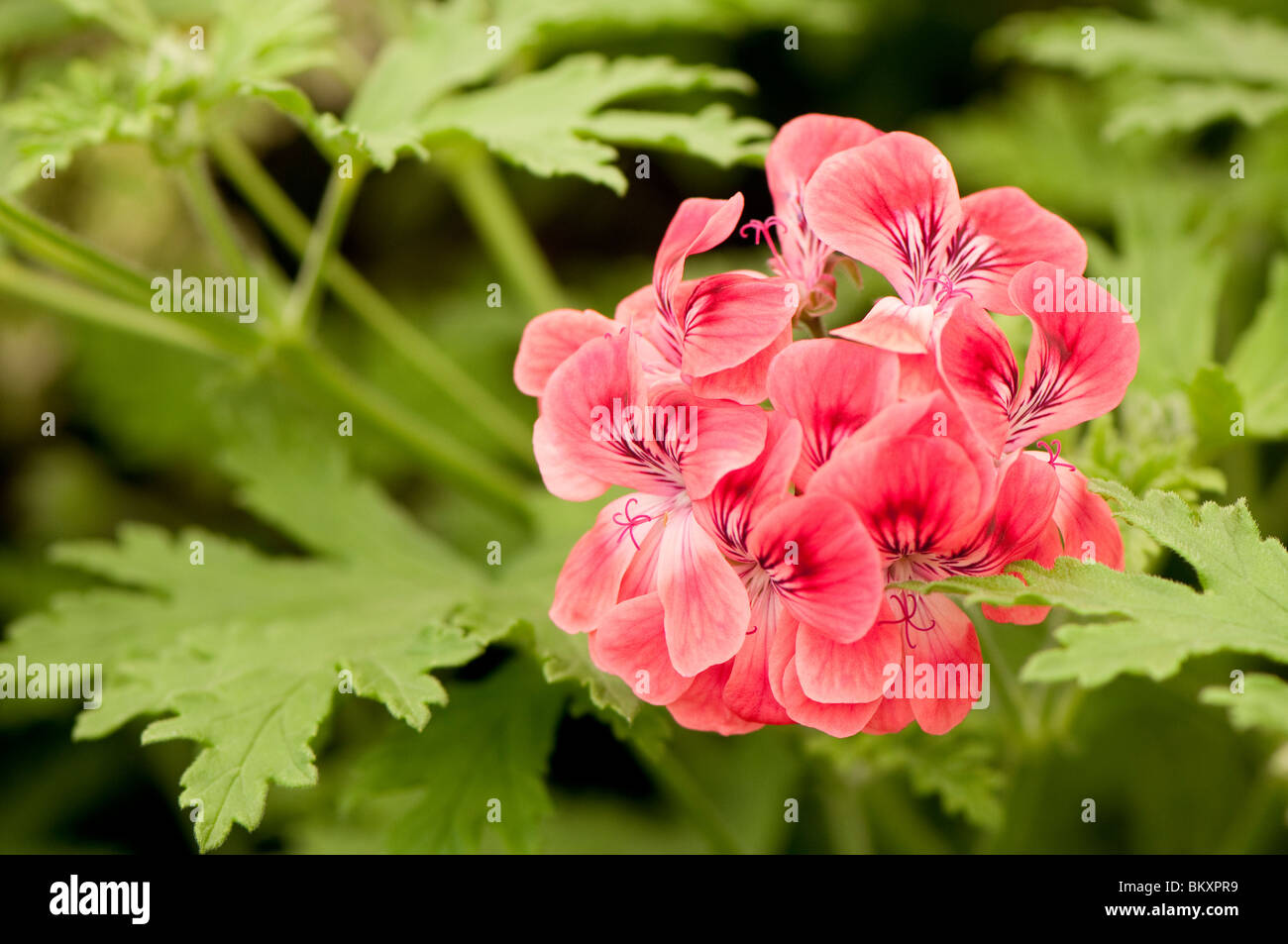 Pelargonium 'Lara Starshine' in flower Stock Photo - Alamy