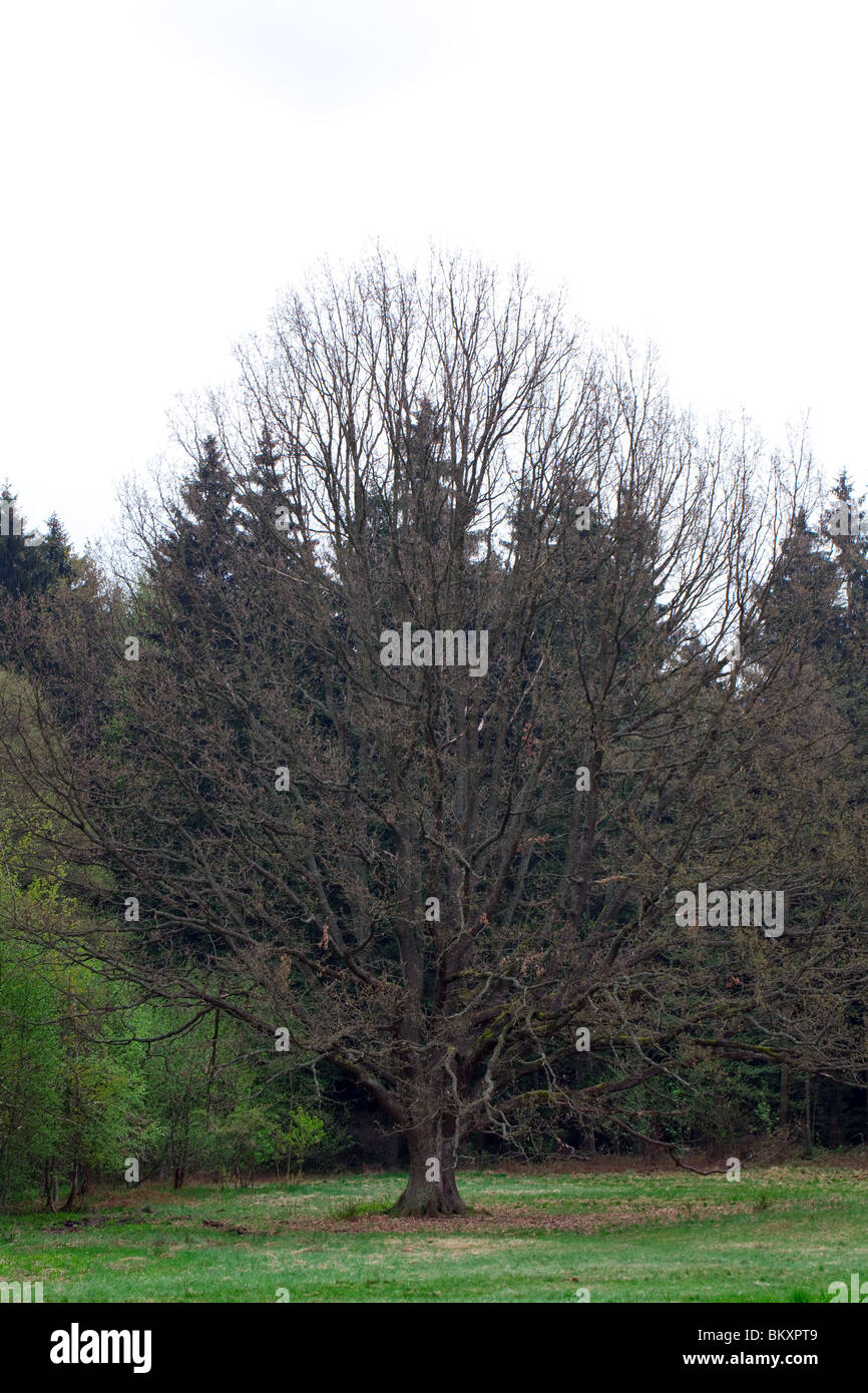 tree without leaves Stock Photo - Alamy