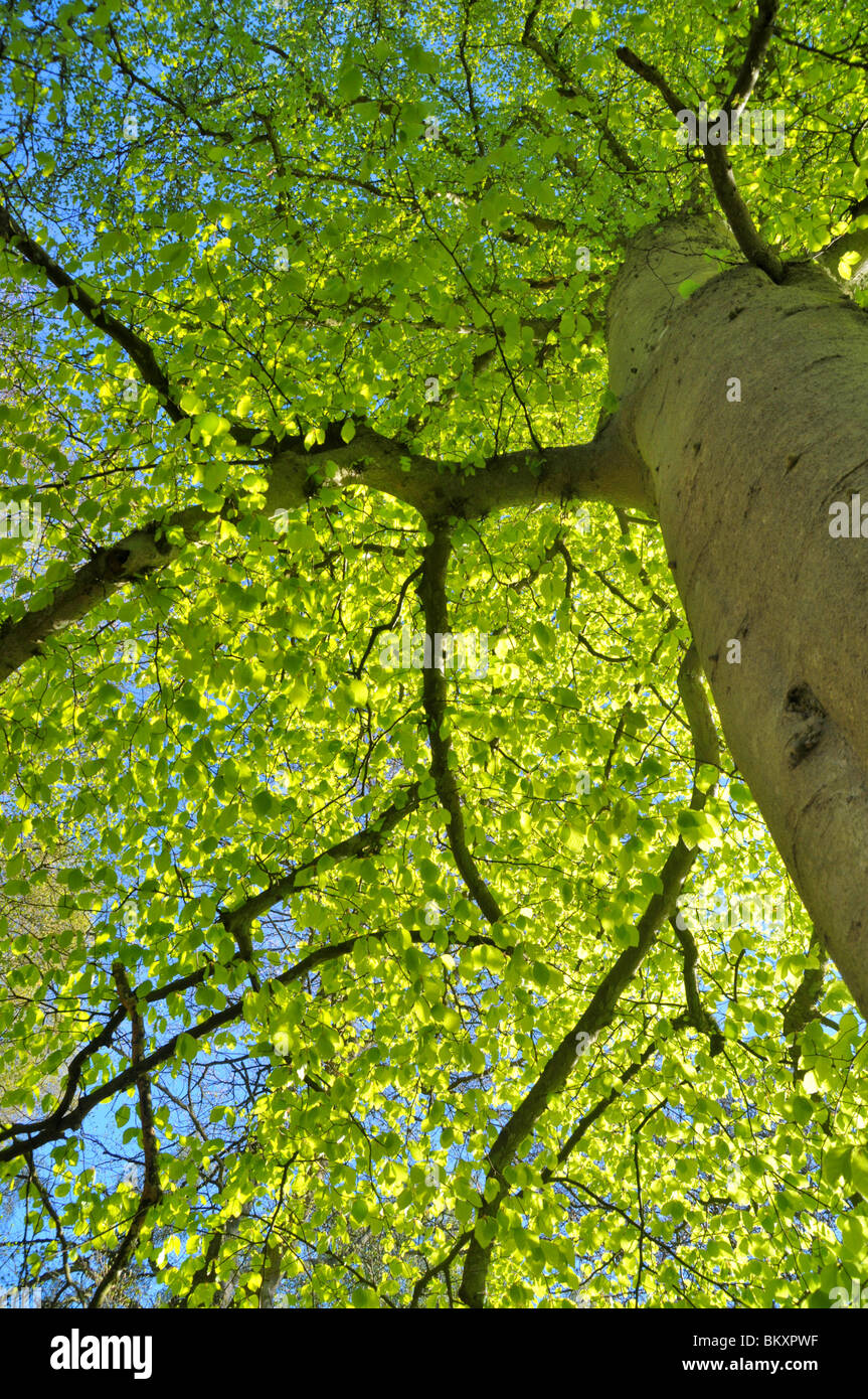 Beech tree leaves hi-res stock photography and images - Alamy