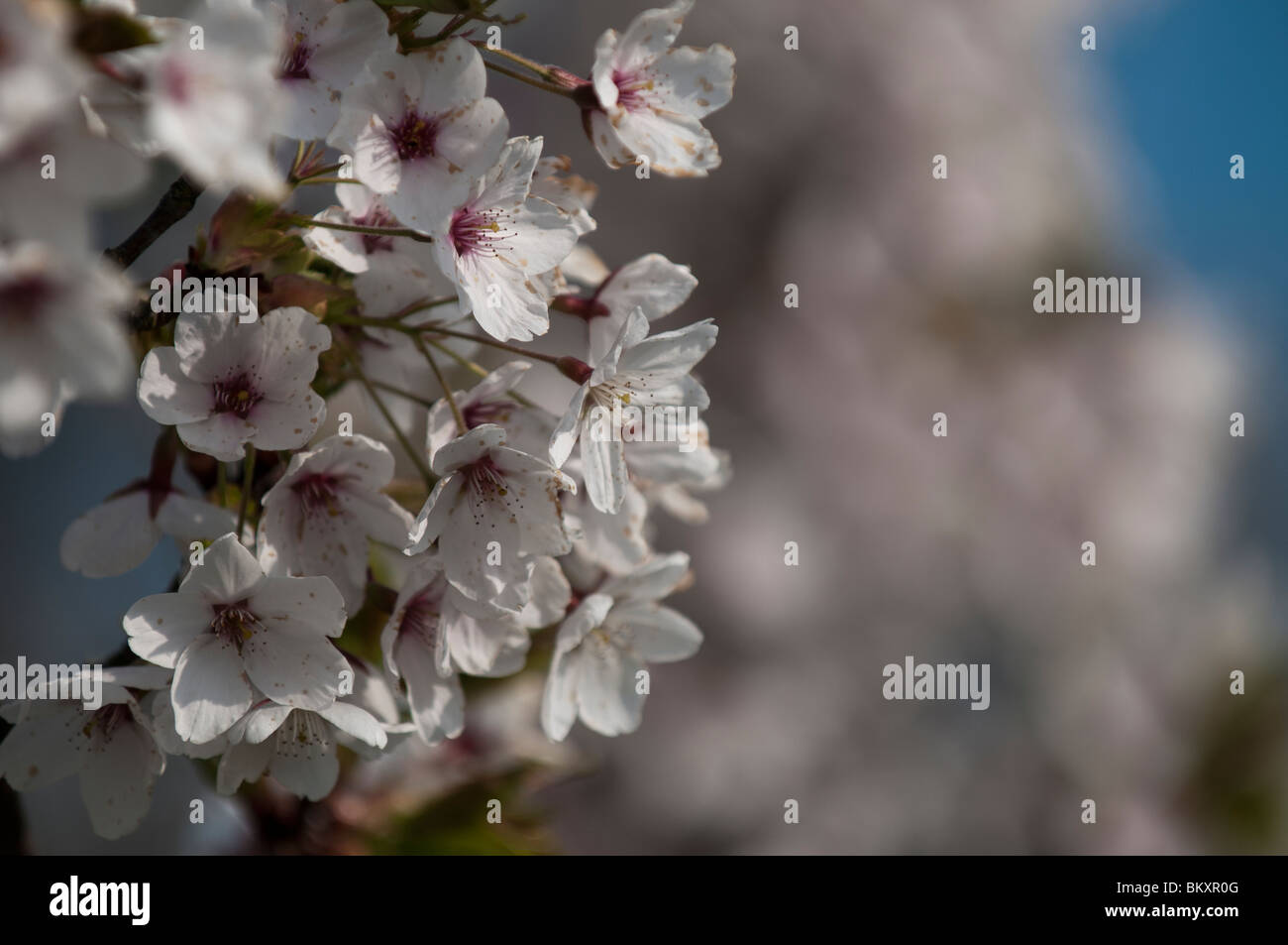 Cherry (Prunus spp) blossom Stock Photo - Alamy
