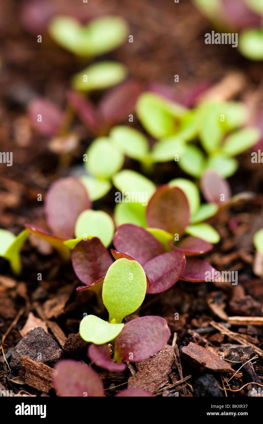 Close up lettuce salads growing hi-res stock photography and images - Alamy