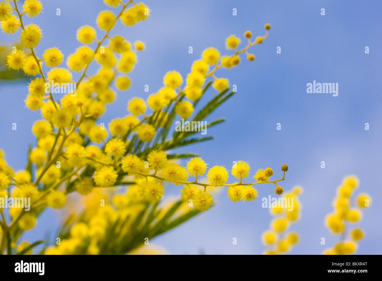 Mimosa Tree Blossom High Resolution Stock Photography and Images - Alamy