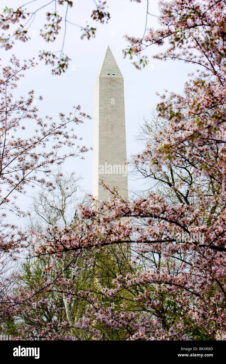 Washington monument cherry hi-res stock photography and images - Alamy