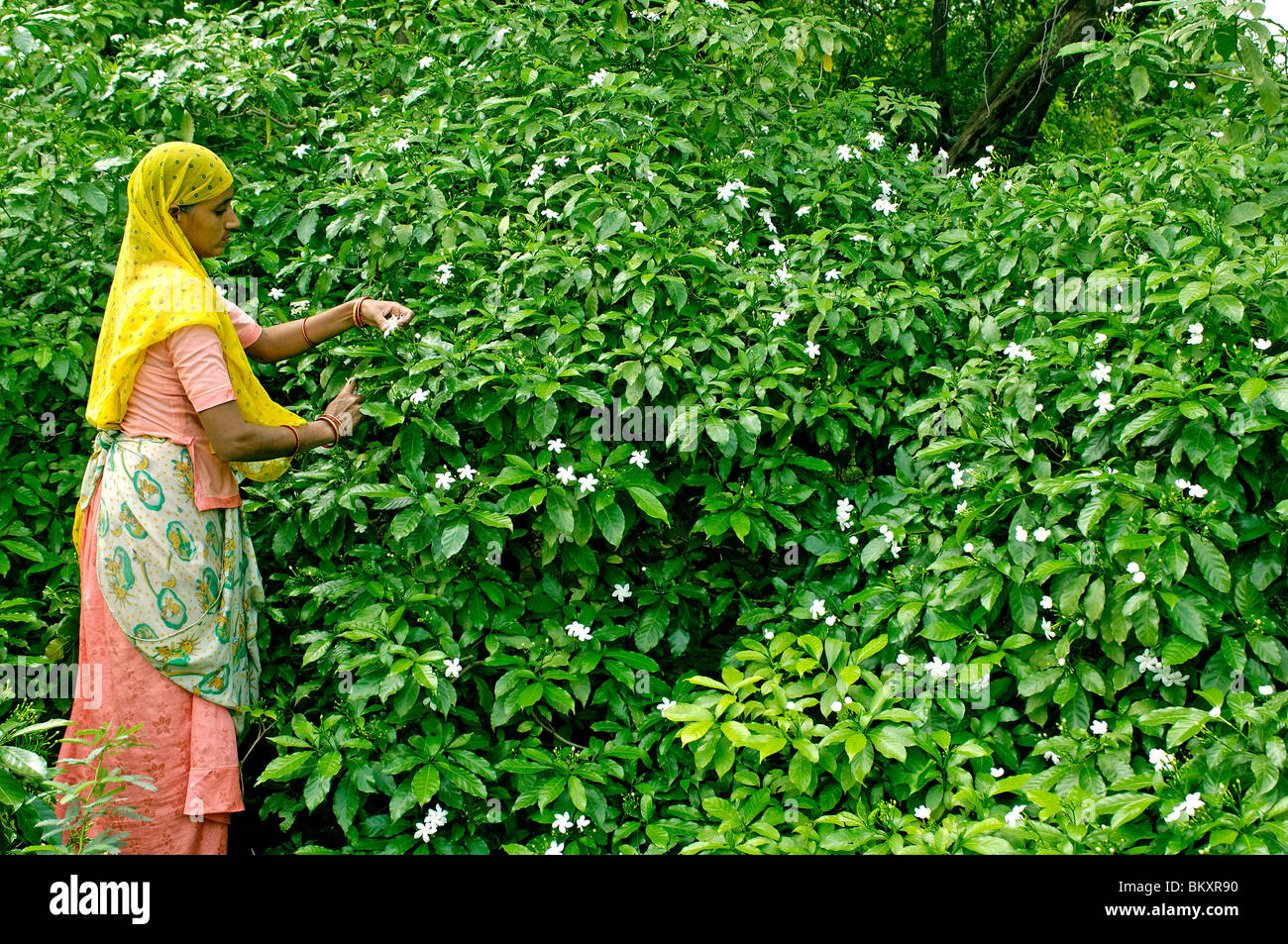 Asian woman plucking flower hi-res stock photography and images - Alamy
