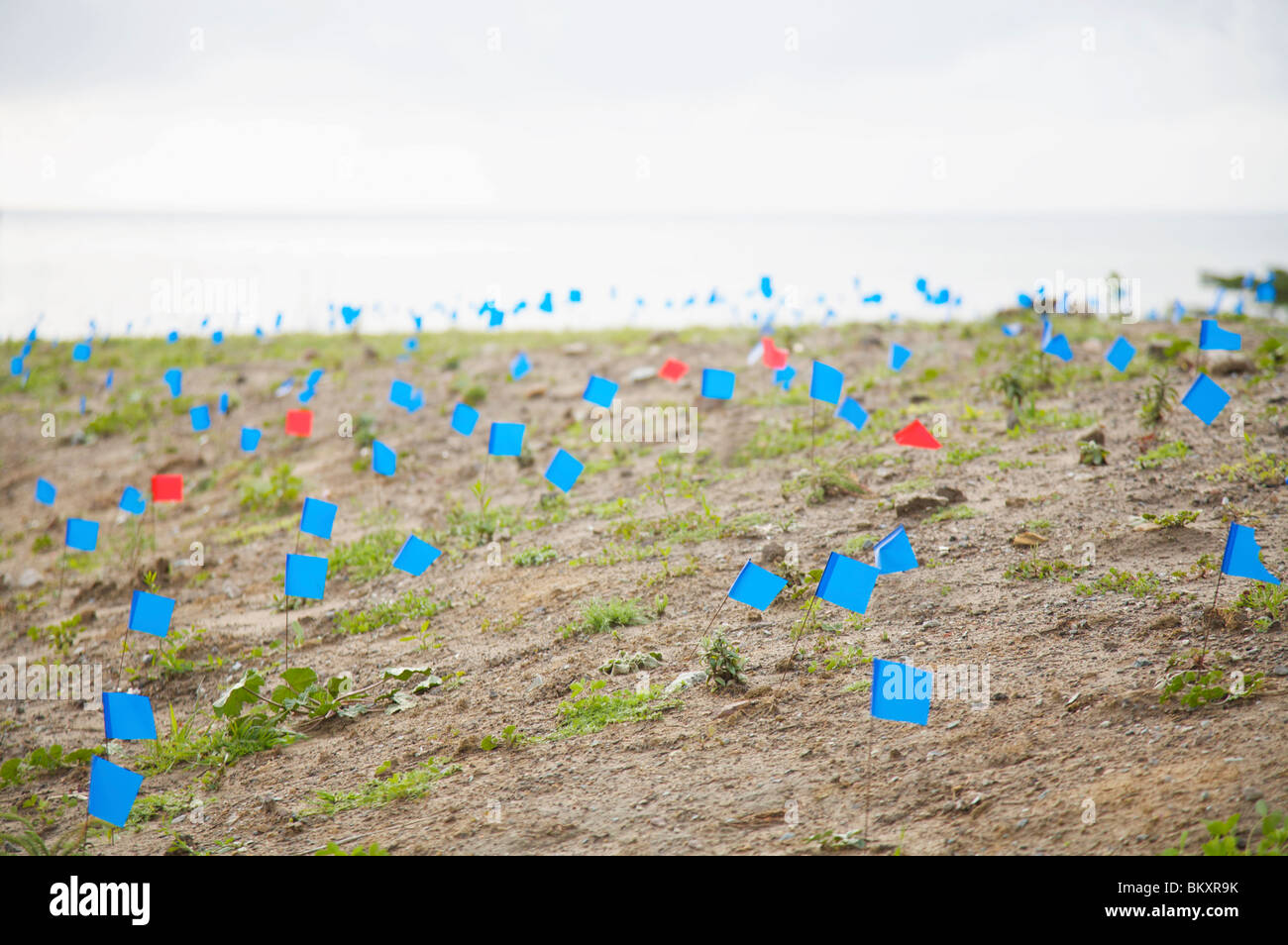 Ecological regeneration with flag markings Stock Photo - Alamy