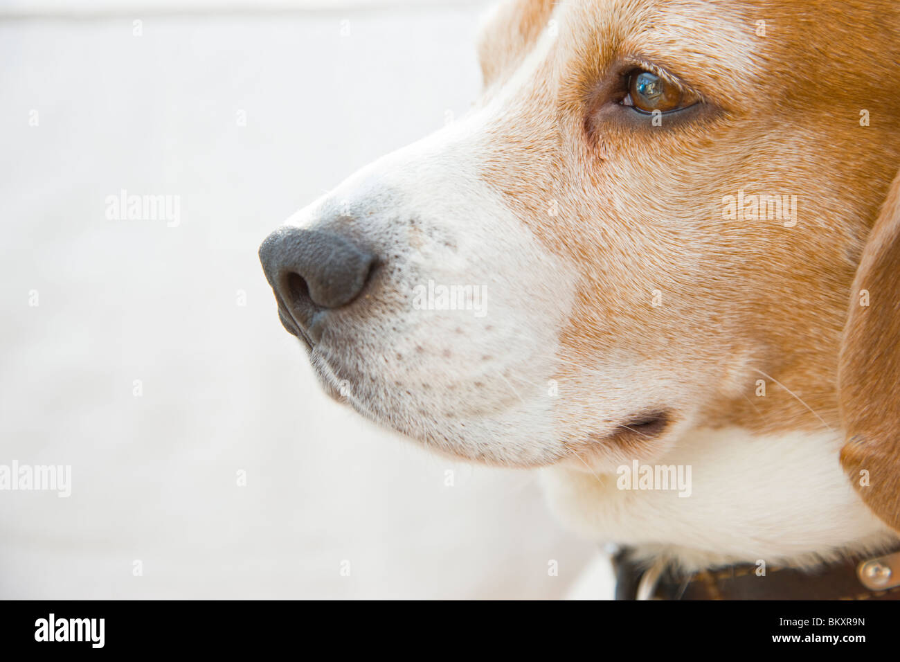 Beagle profile hi-res stock photography and images - Alamy