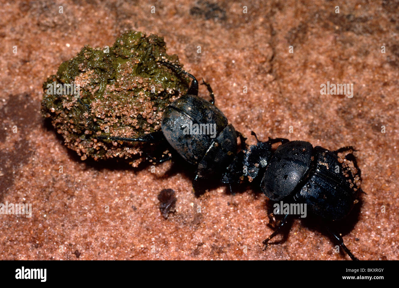 Dung rolling scarab beetle (Scarabaeus aeratus: Scarabaeidae), two ...