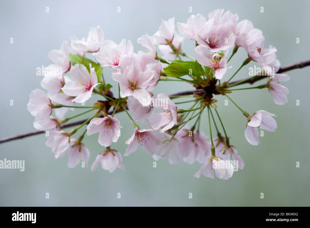 Cherry blossoms in Washington DC during Cherry Blossom Festival Stock ...