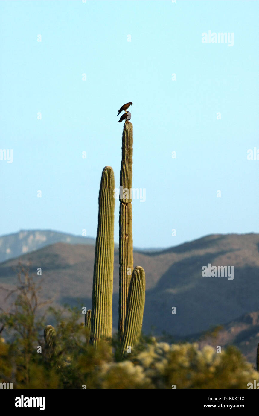 Harris Hawk Stack