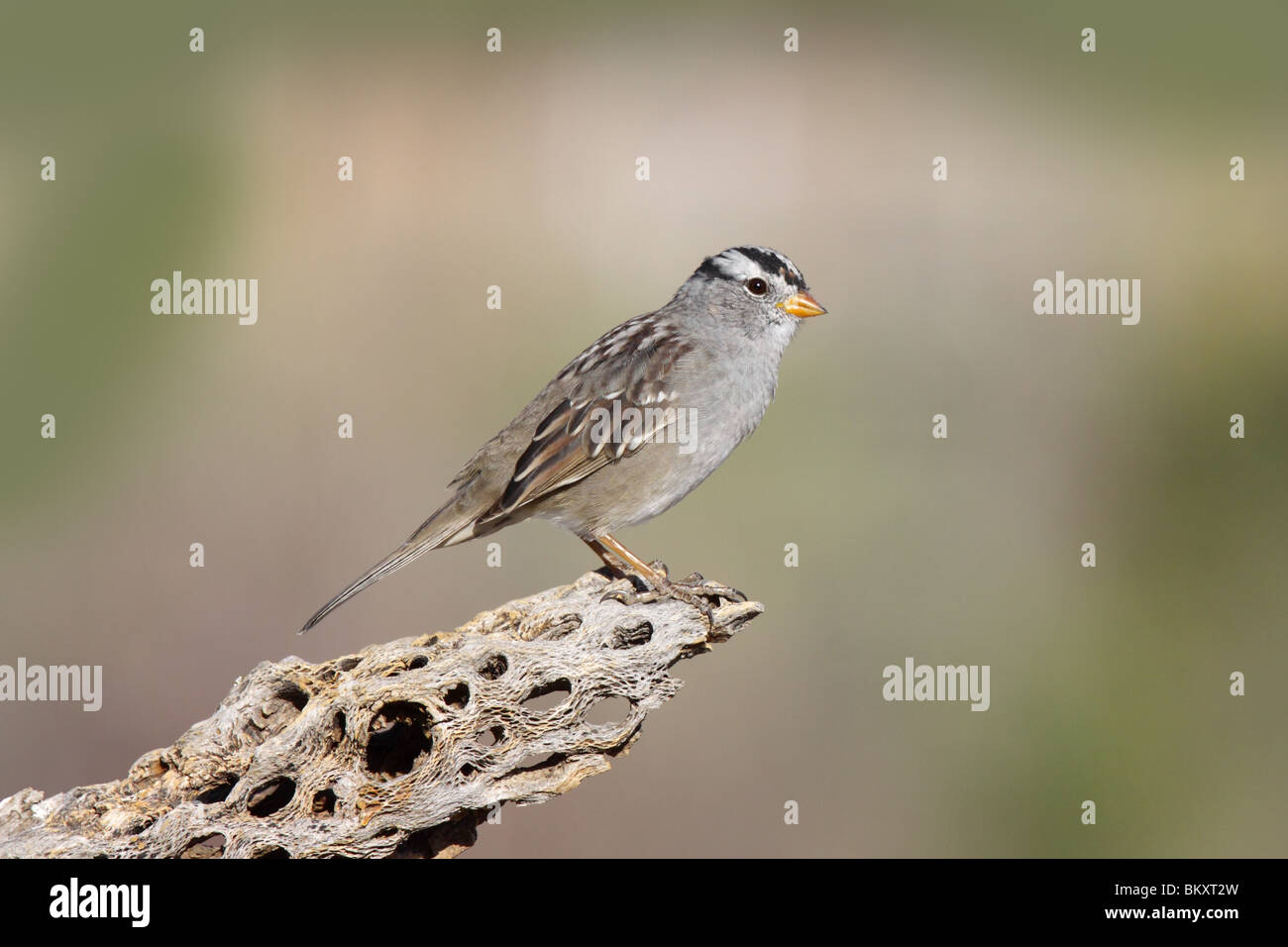 White winged sparrow hi-res stock photography and images - Alamy
