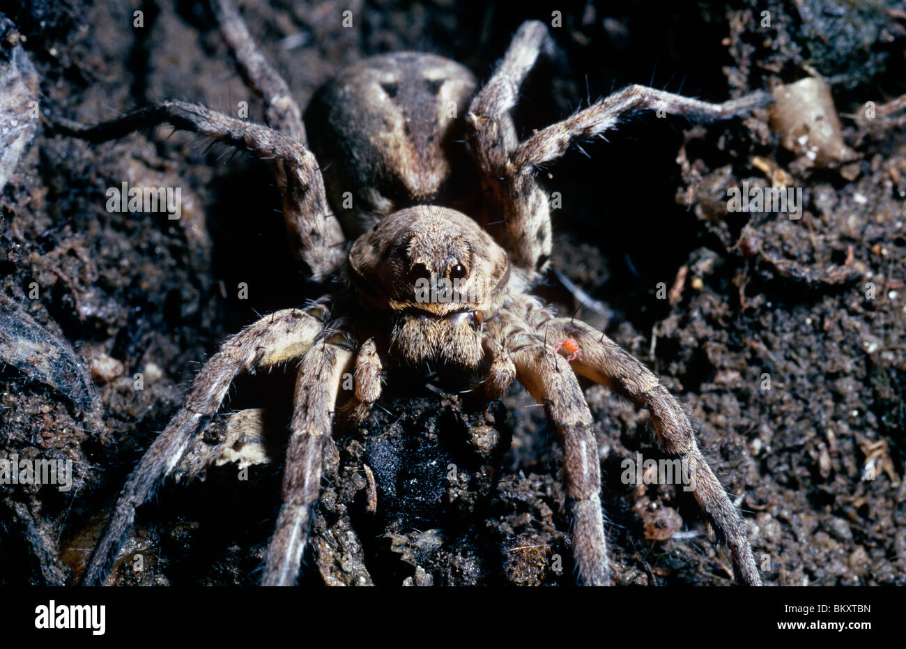 Wolf spiders lycosa narbonensis hi-res stock photography and images - Alamy