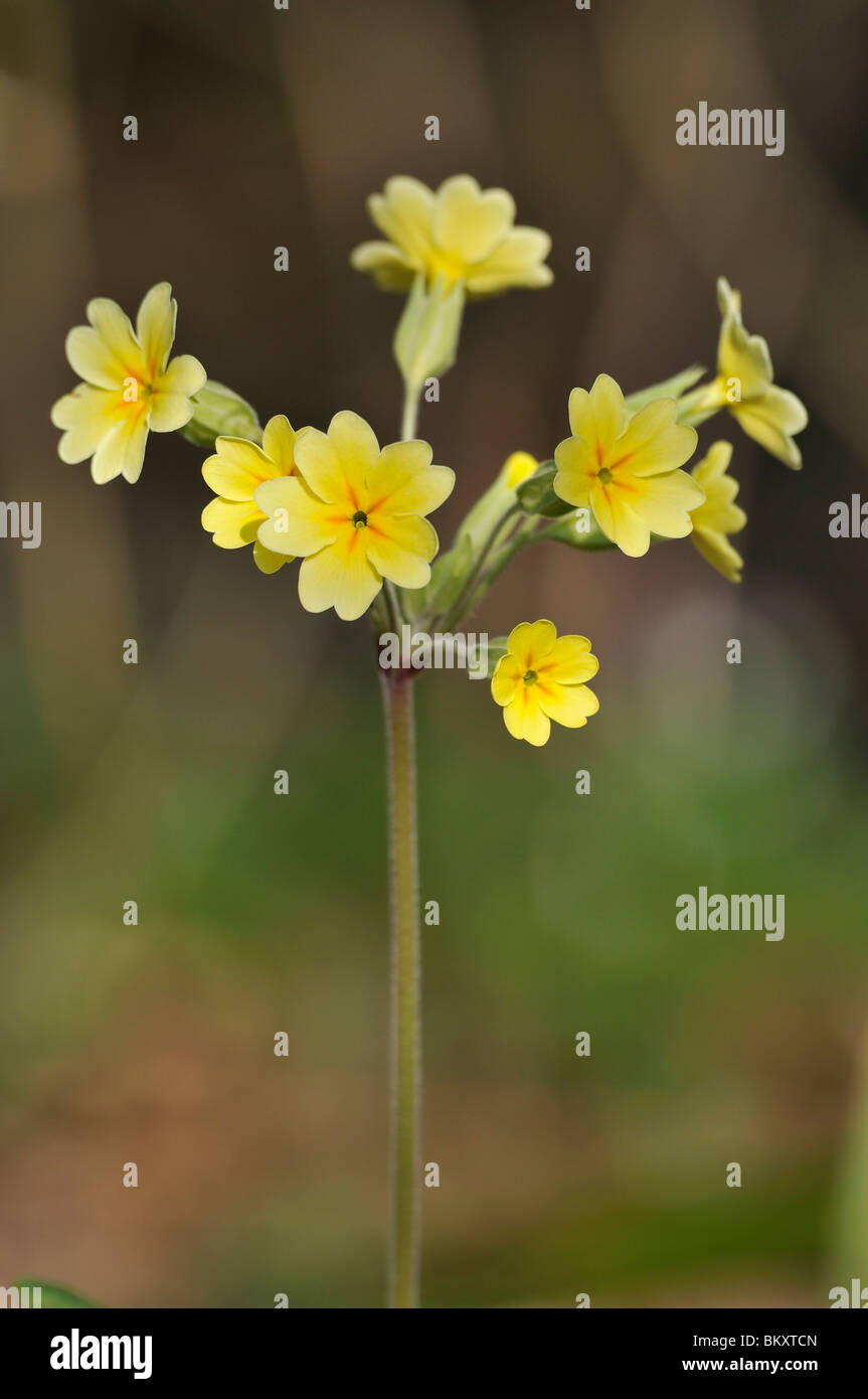 False Oxlip - Primula x polyantha Hybrid of Cowslip & Primrose Stock ...