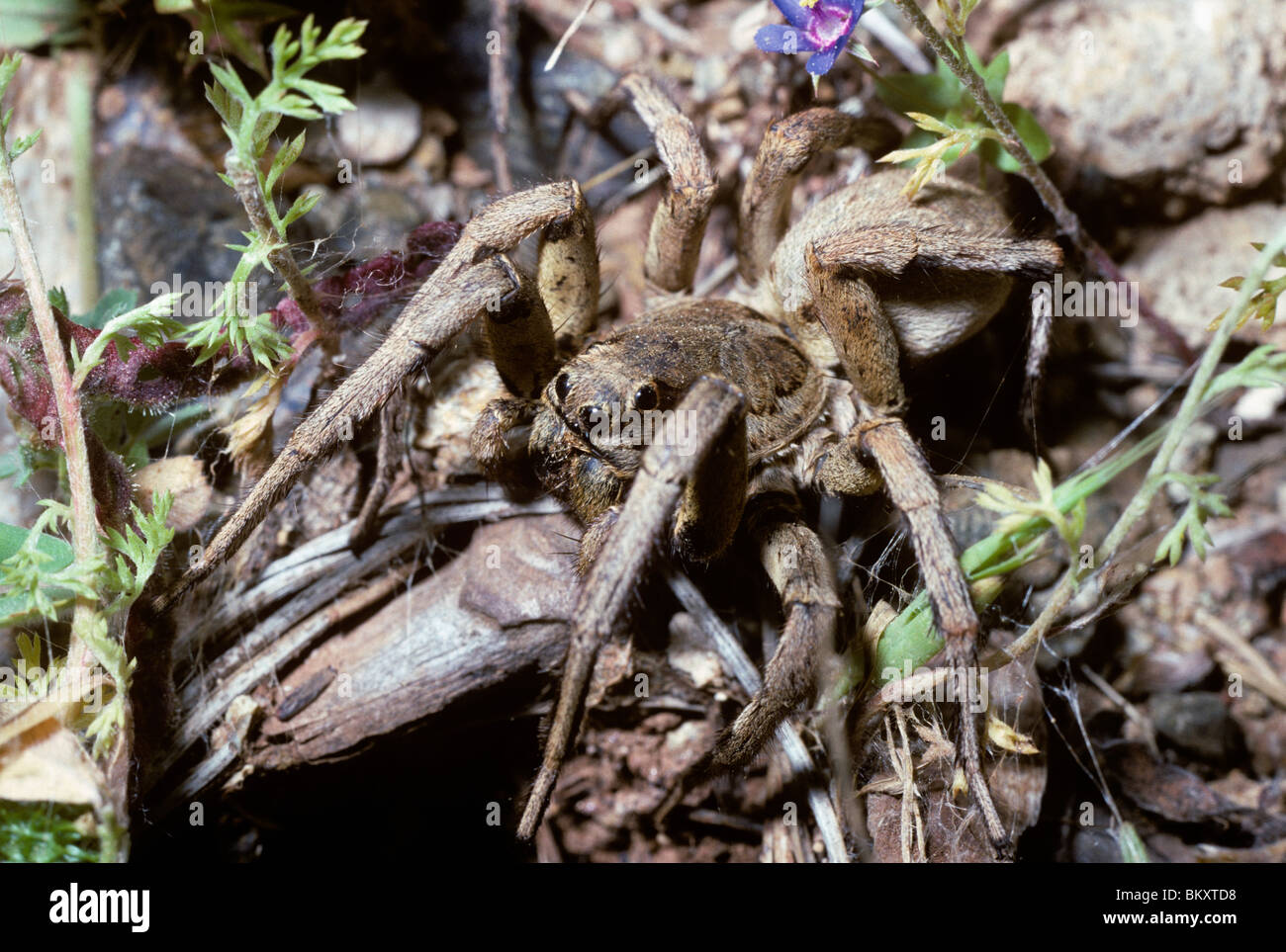 Wolf spider (Lycosa narbonensis: Lycosidae) female at her burrow ...