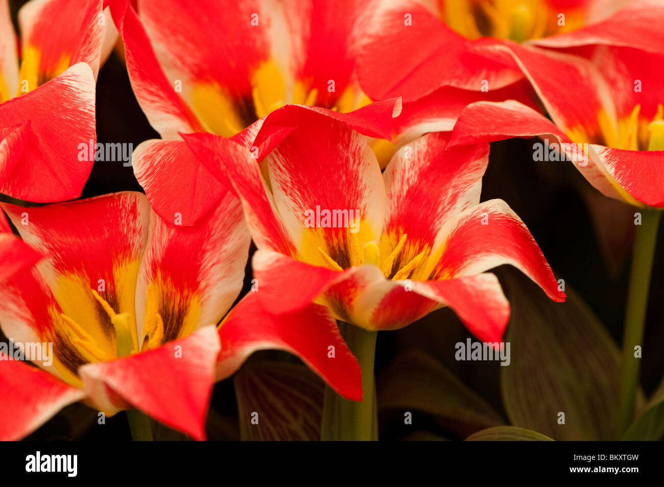 Red pinocchio hi-res stock photography and images - Alamy