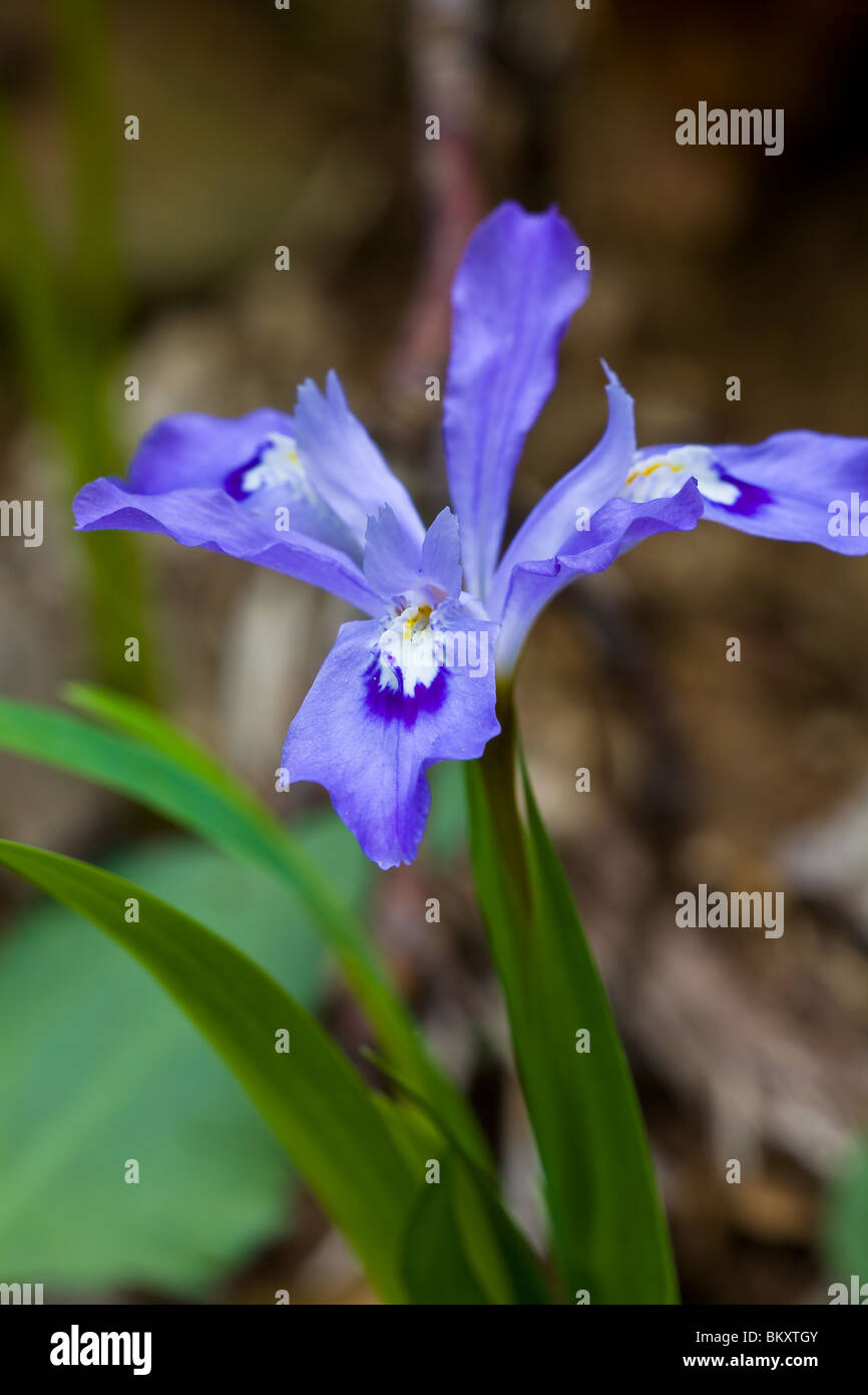 Family of the iris plants iridaceae hi-res stock photography and images ...