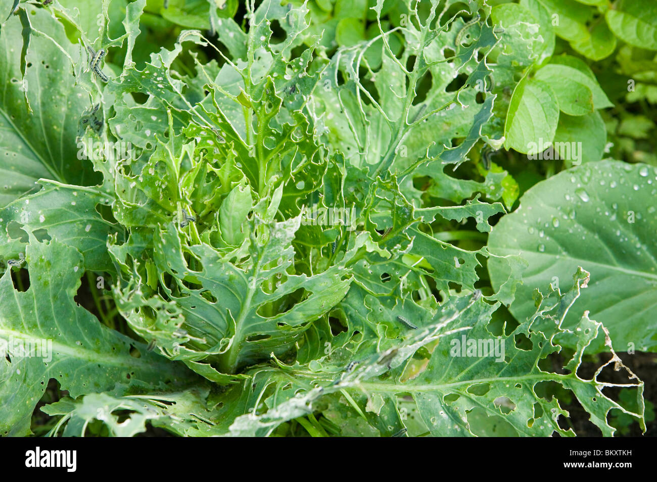 Cabbage damaged by caterpillsrs of the Cabbage white Butterfly on an ...