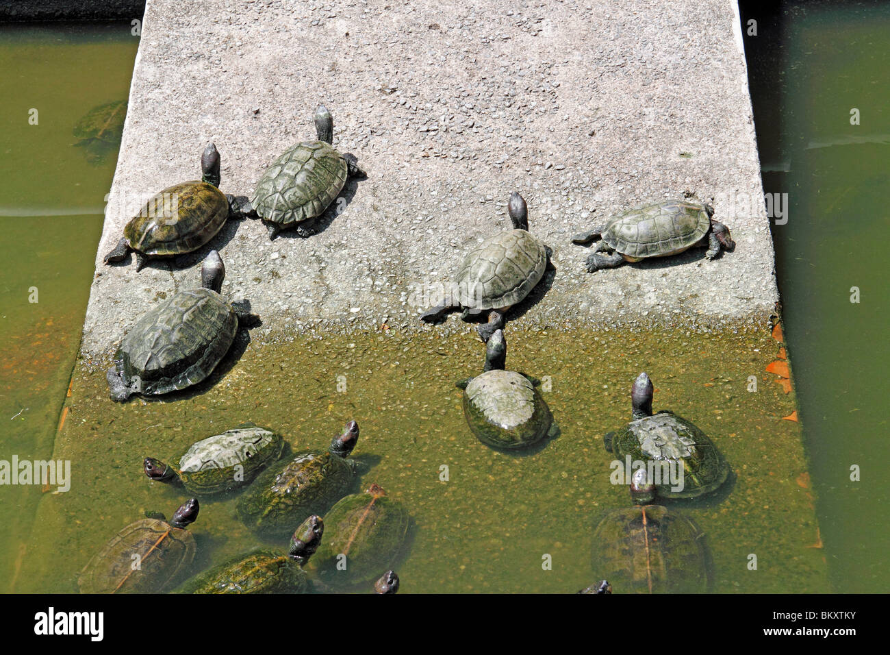 Am image of a group of turtle sunbathing on a concrete ledge Stock ...