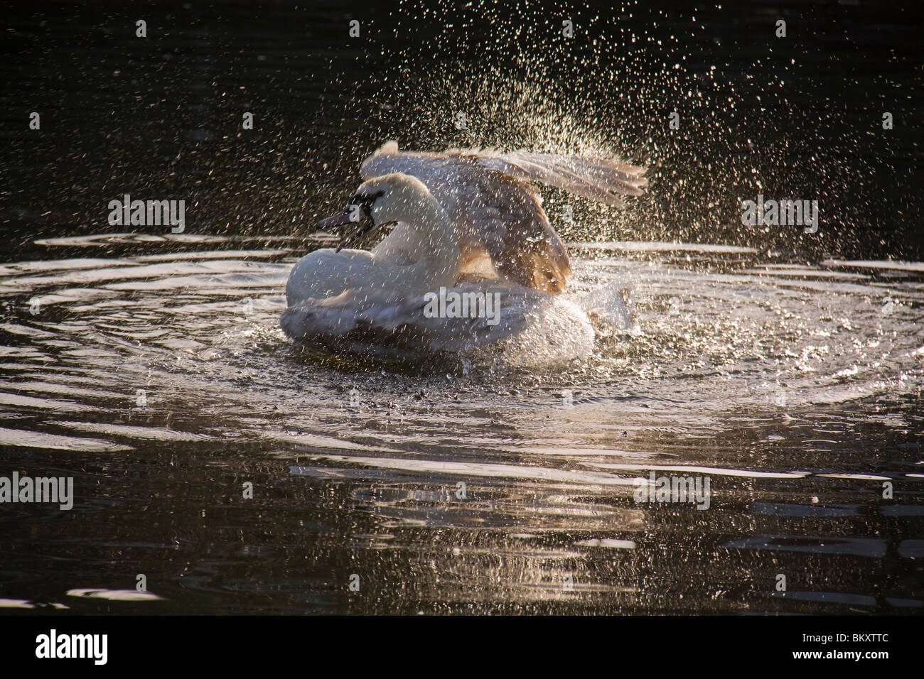 A swan enjoying a bath, River Lee, London. UK Stock Photo - Alamy