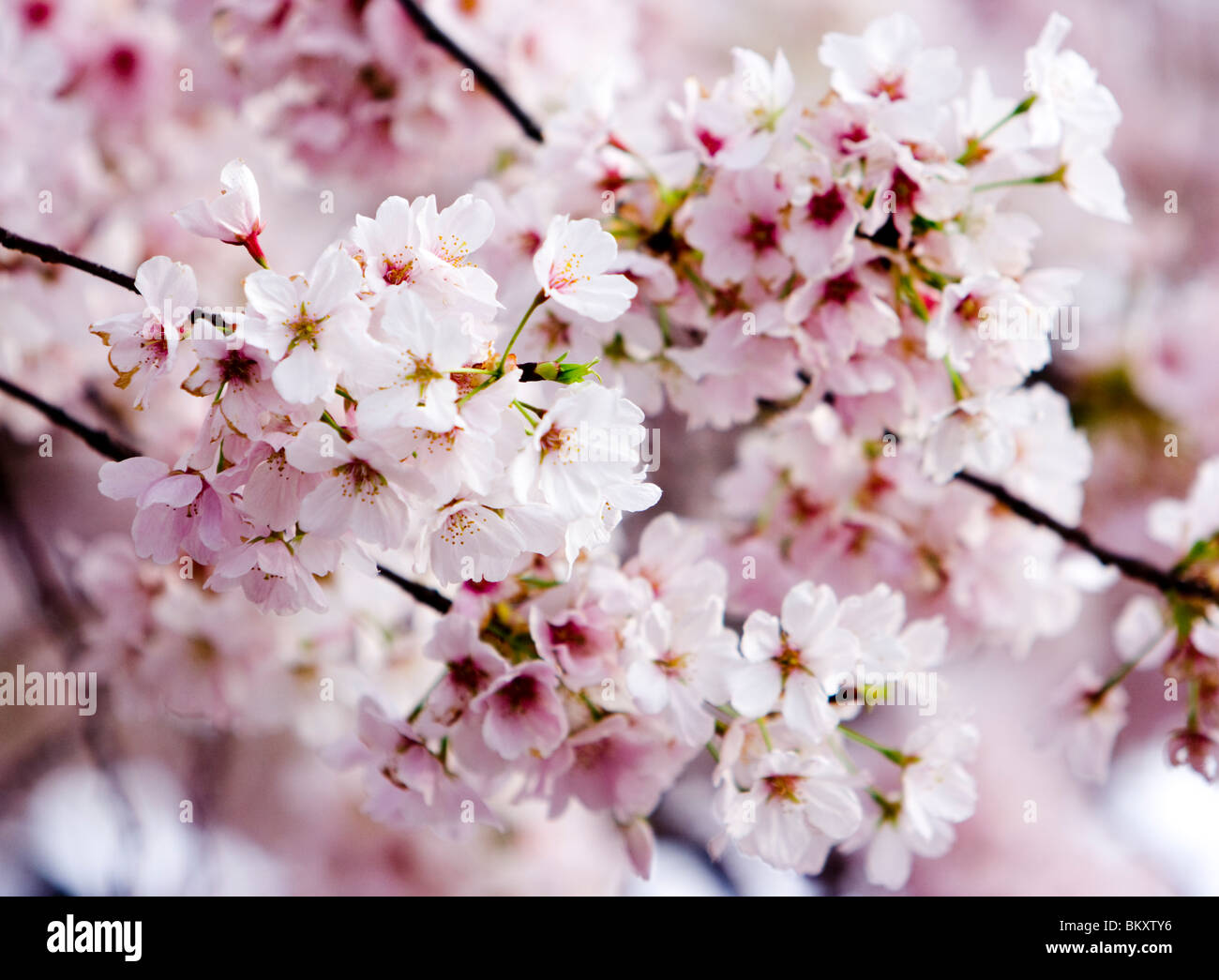 Cherry blossoms in Washington DC during Cherry Blossom Festival Stock ...