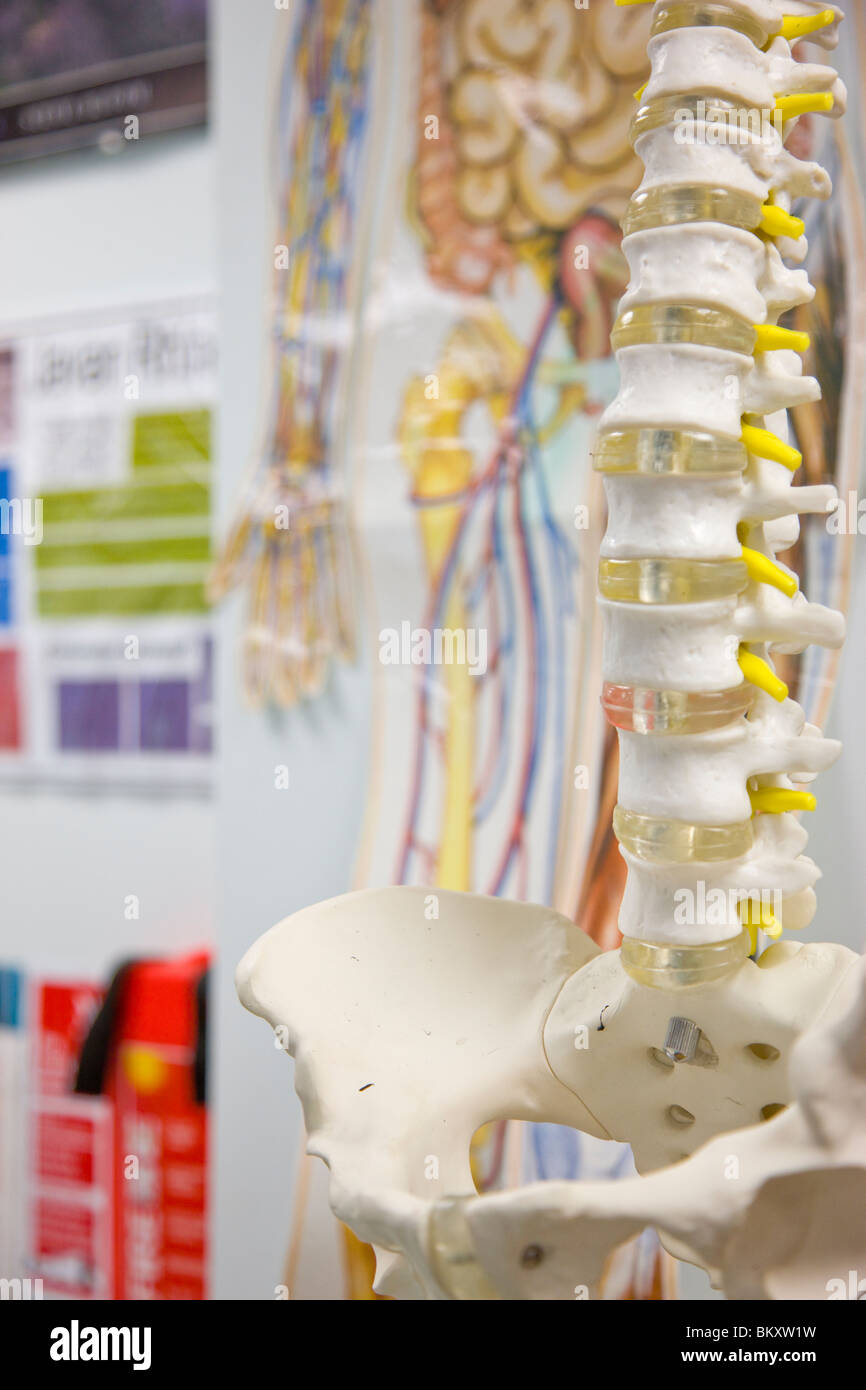 Human spinal cord pelvis model hi-res stock photography and images - Alamy