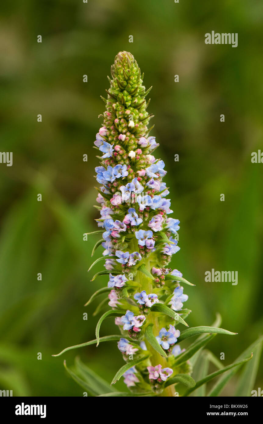Giant vipers bugloss hi-res stock photography and images - Alamy