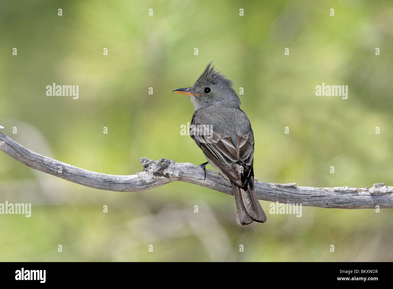 Pewee flycatcher hi-res stock photography and images - Alamy