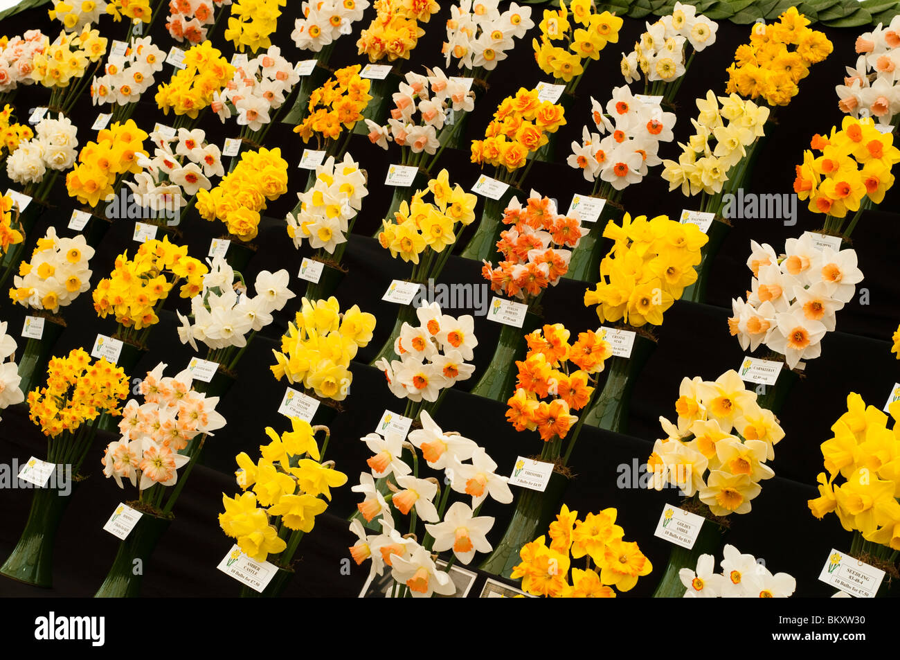Welsh daffodil hi-res stock photography and images - Alamy