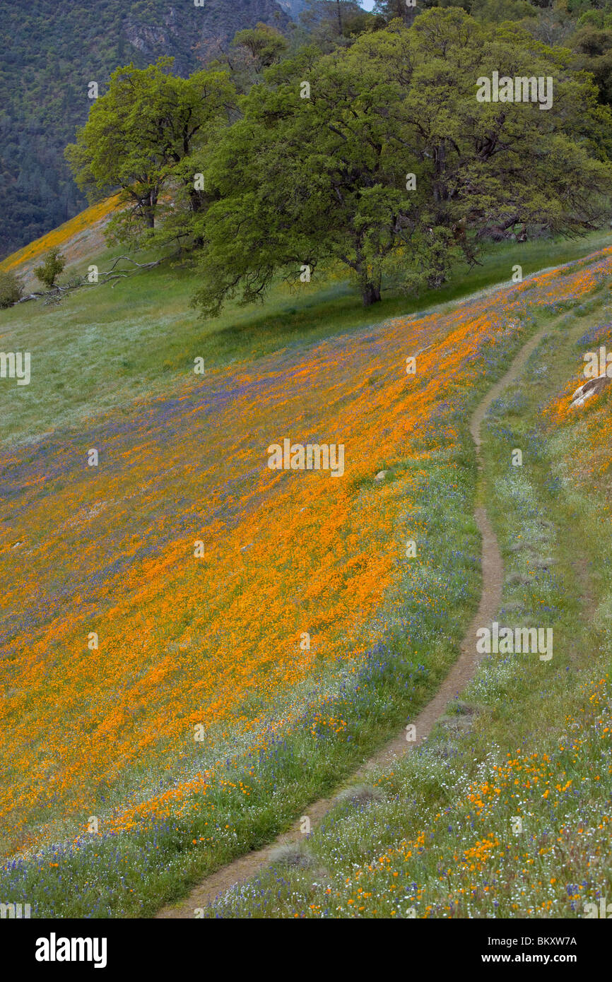 Sierra National Forest, CA: Hillside covered with spring flowers with ...
