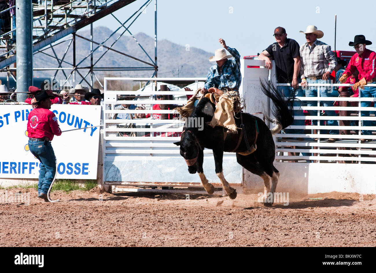 Cowboy competes in bareback riding hi-res stock photography and images ...