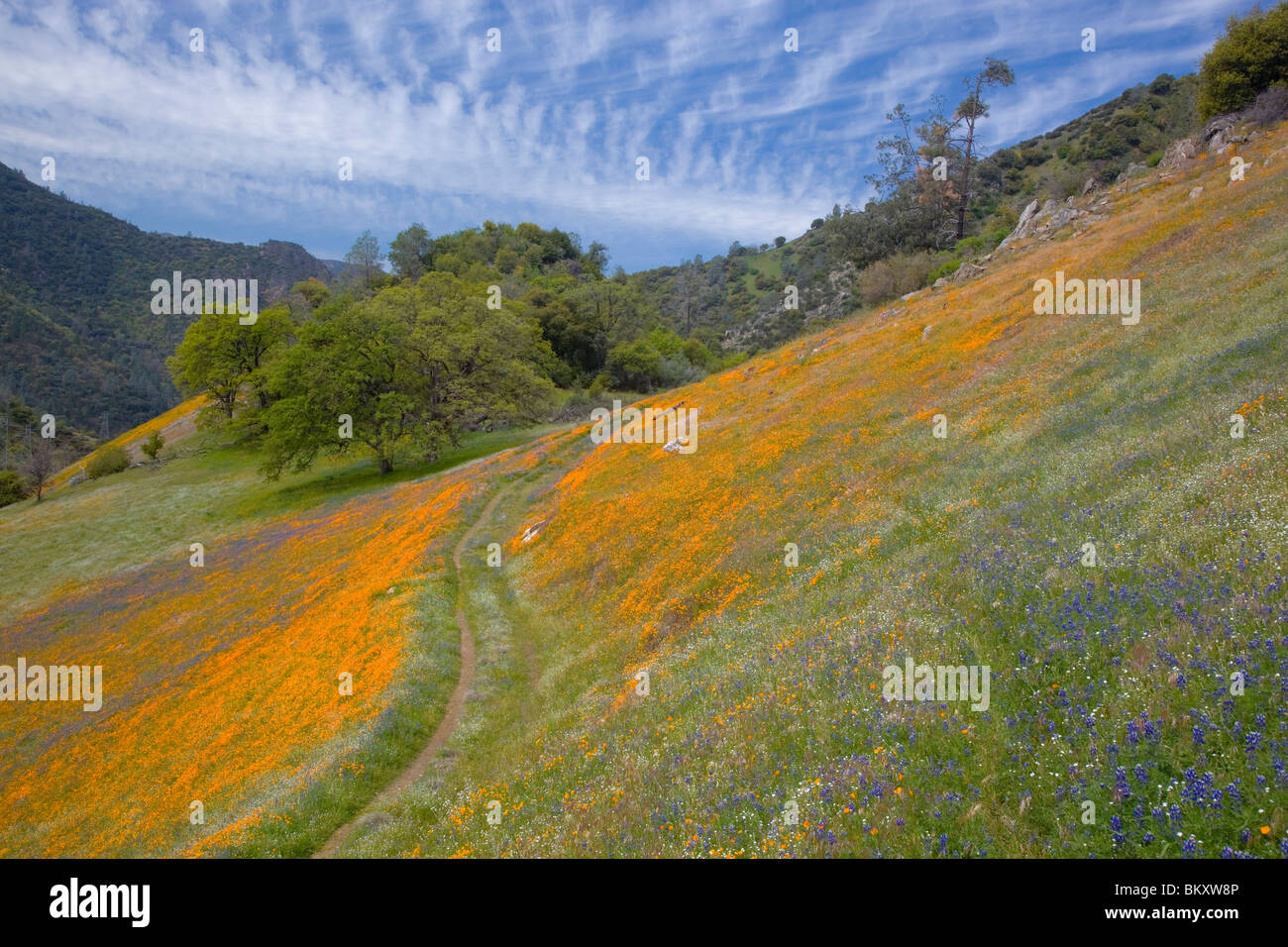 Sierra National Forest, CA: Hillside covered with spring flowers with ...