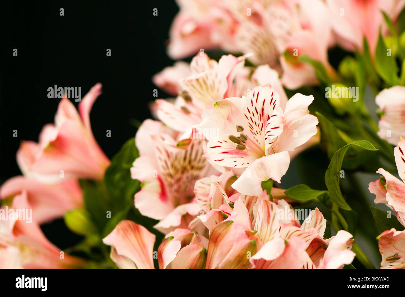 Inca lily hi-res stock photography and images - Alamy