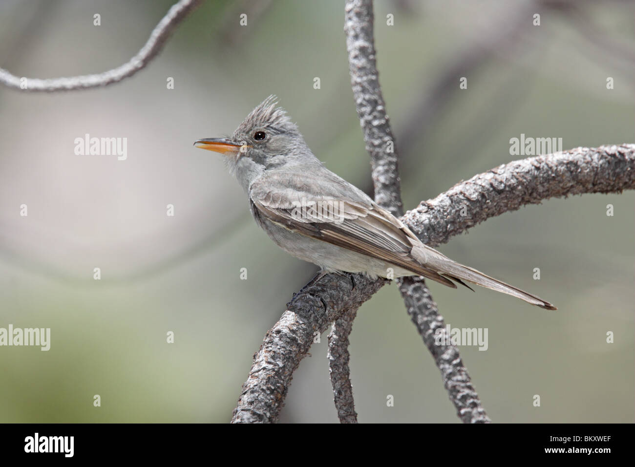 Pewee flycatcher hi-res stock photography and images - Alamy