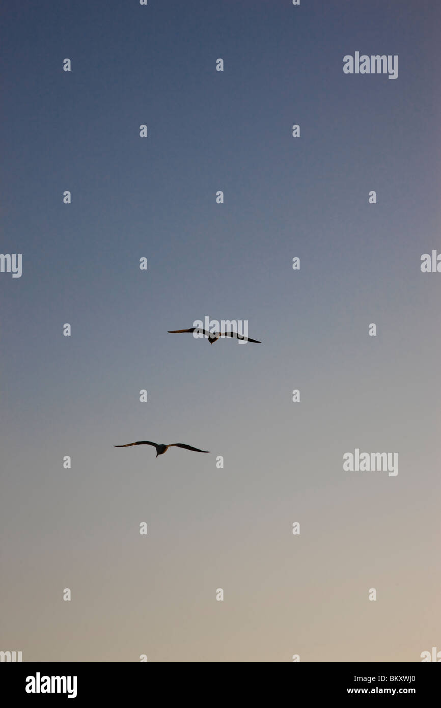 Two seagulls no people hi-res stock photography and images - Alamy