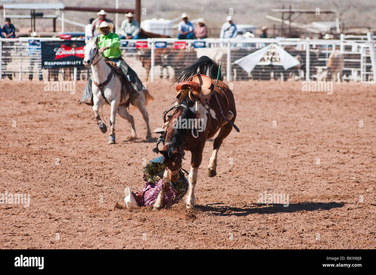 a cowboy competes in the saddle bronc riding event during the O'Odham ...