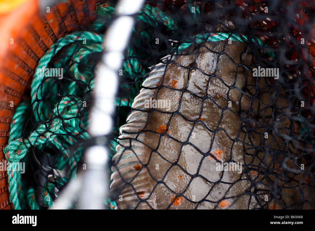 Trapped in a net hi-res stock photography and images - Alamy