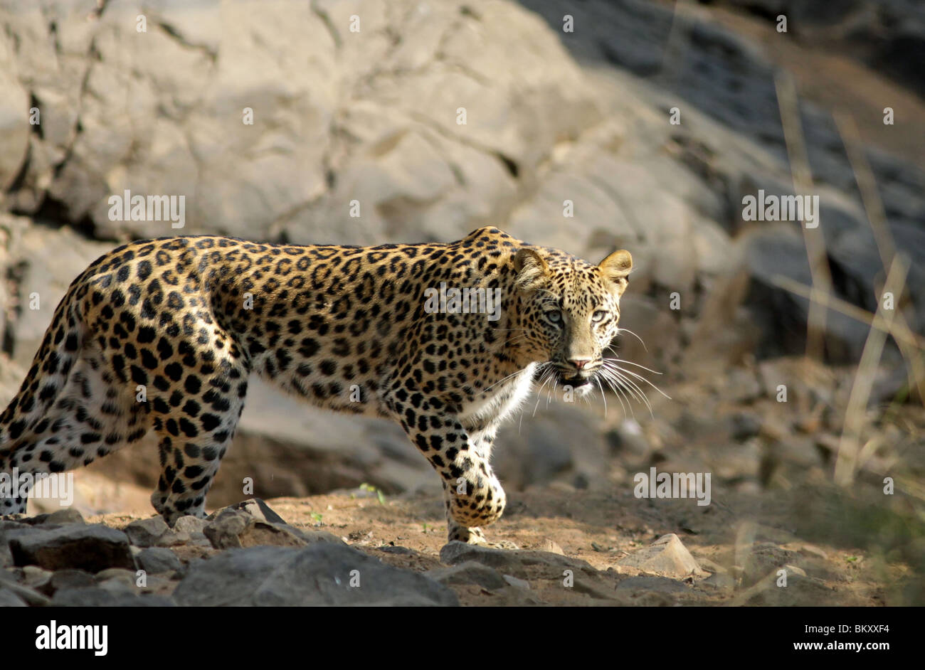 An Alert Leopard on the prowl in search of prey in broad daylight. Shot ...
