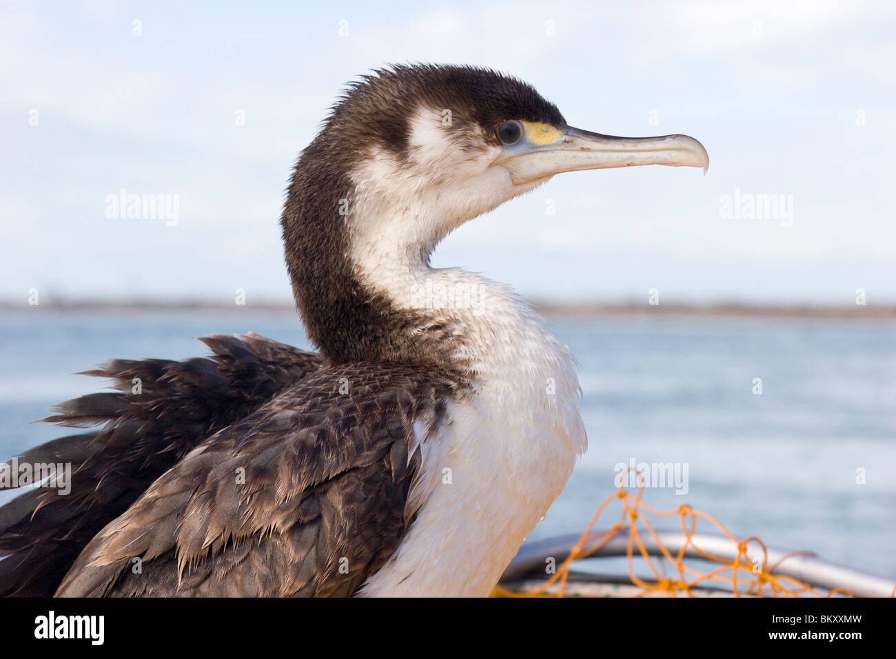 Shag Bird High Resolution Stock Photography and Images - Alamy