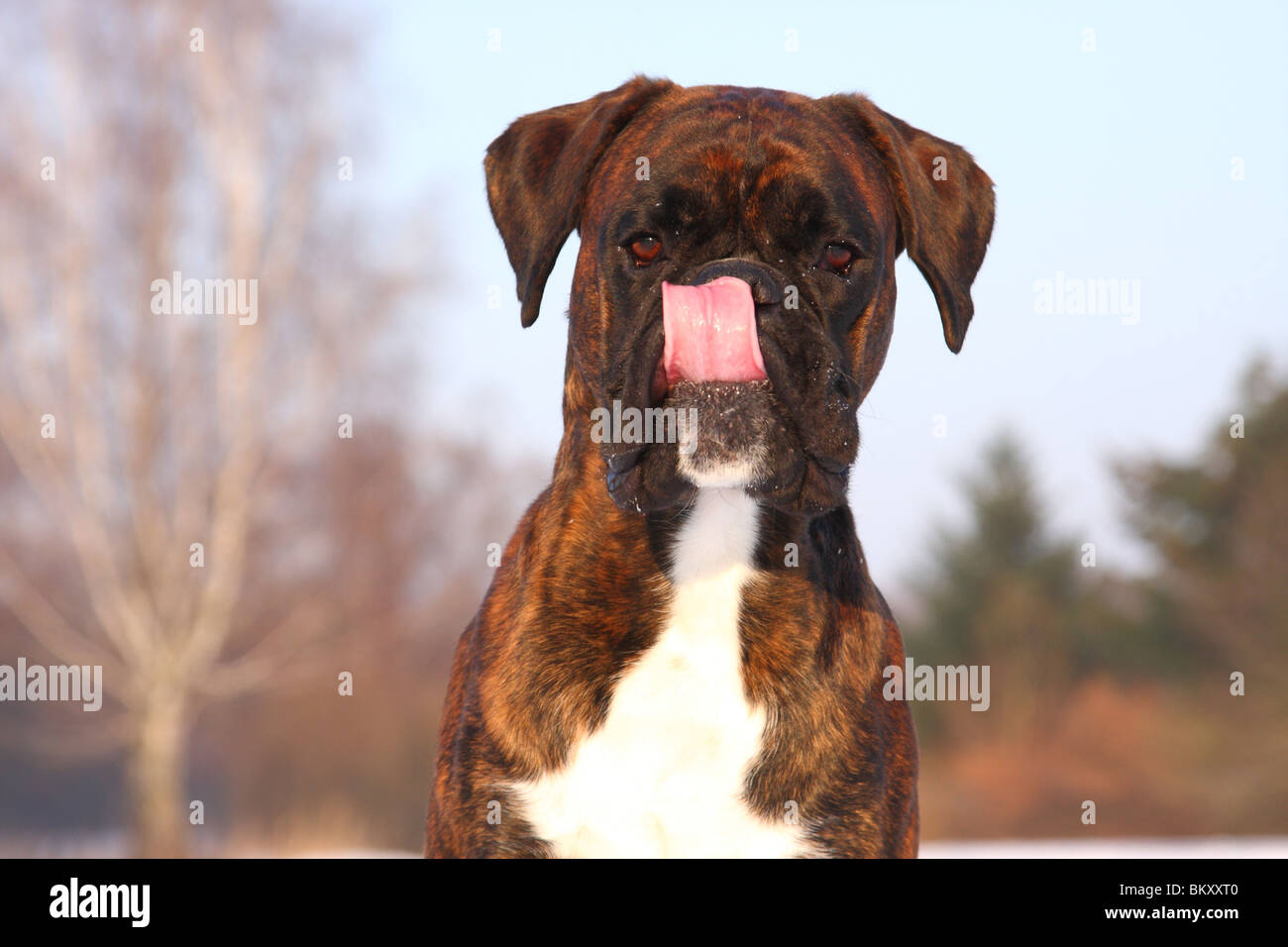 German Boxer Portrait Stock Photo - Alamy