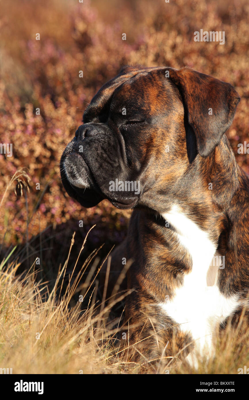 Boxer male boxer male asleep hi-res stock photography and images - Alamy