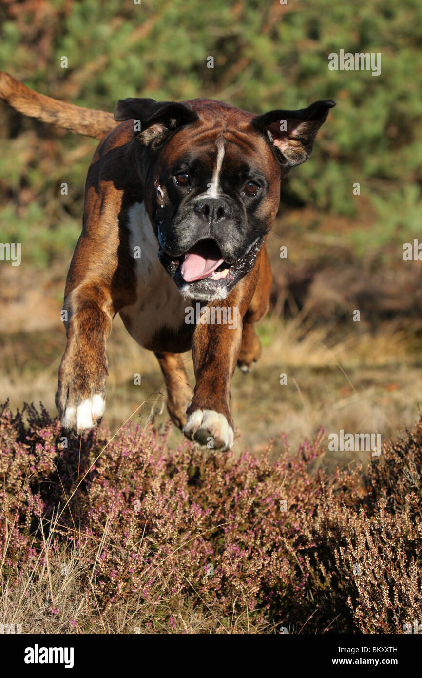 running German Boxer Stock Photo - Alamy